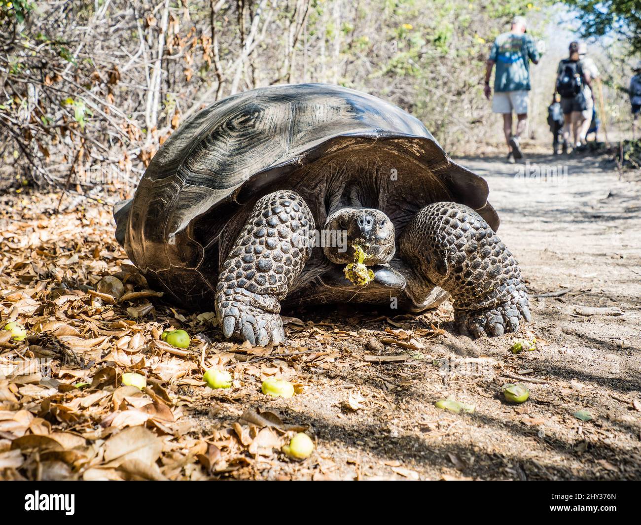 Isabela island tortoise hi-res stock photography and images - Alamy