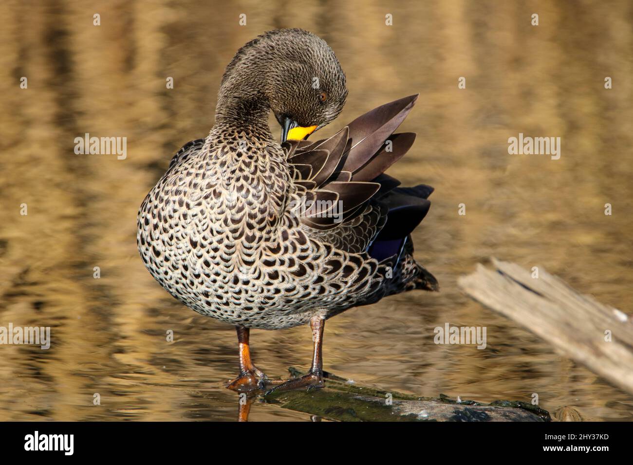 Yellow-billed Duck, Kruger National Park Stock Photo - Alamy