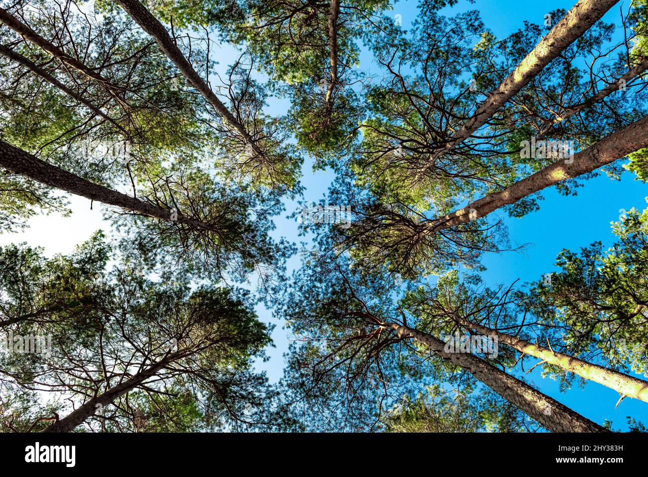 Treetop foliage conifer hi-res stock photography and images - Alamy