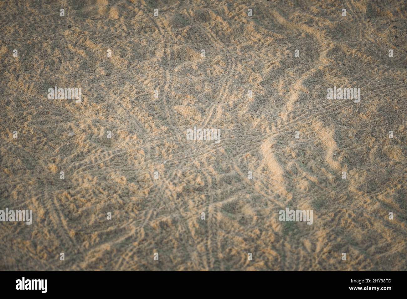 Closeup of a beach sand with aquatic animal marks Stock Photo - Alamy