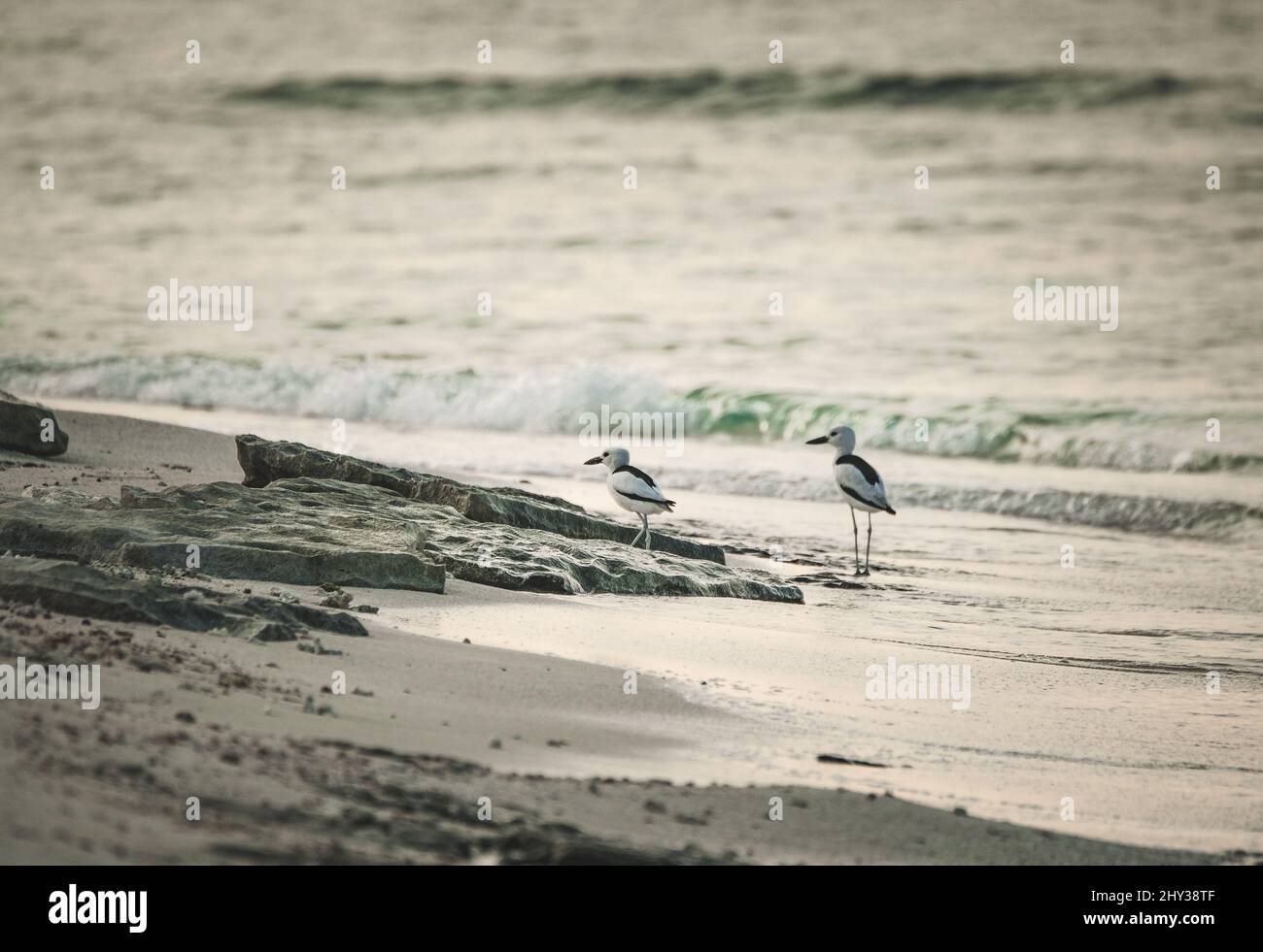 Crab plover birds on the seashore Stock Photo - Alamy
