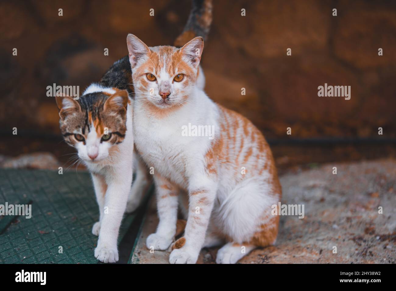 Two cats in the yard hi-res stock photography and images - Alamy