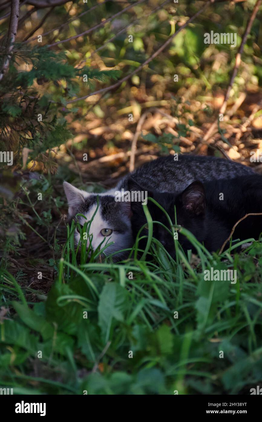 Cats in the field hi-res stock photography and images - Alamy