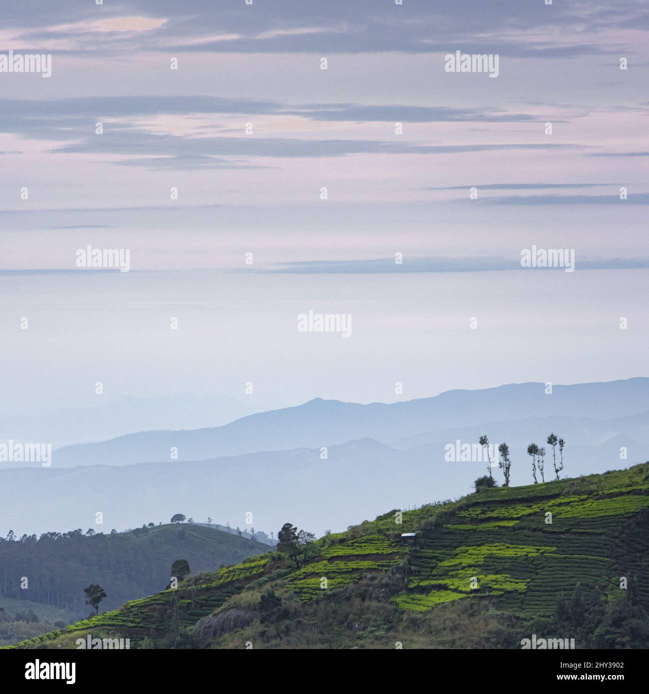 Vertical shot of the calm morning sky in the fields Stock Photo - Alamy