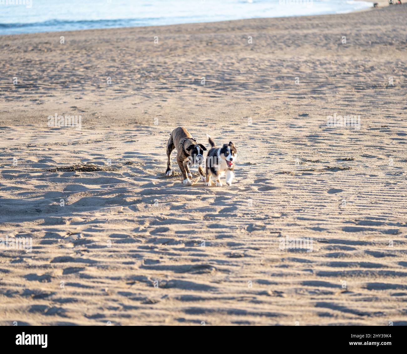 Happy dogs playing on the beach Stock Photo - Alamy