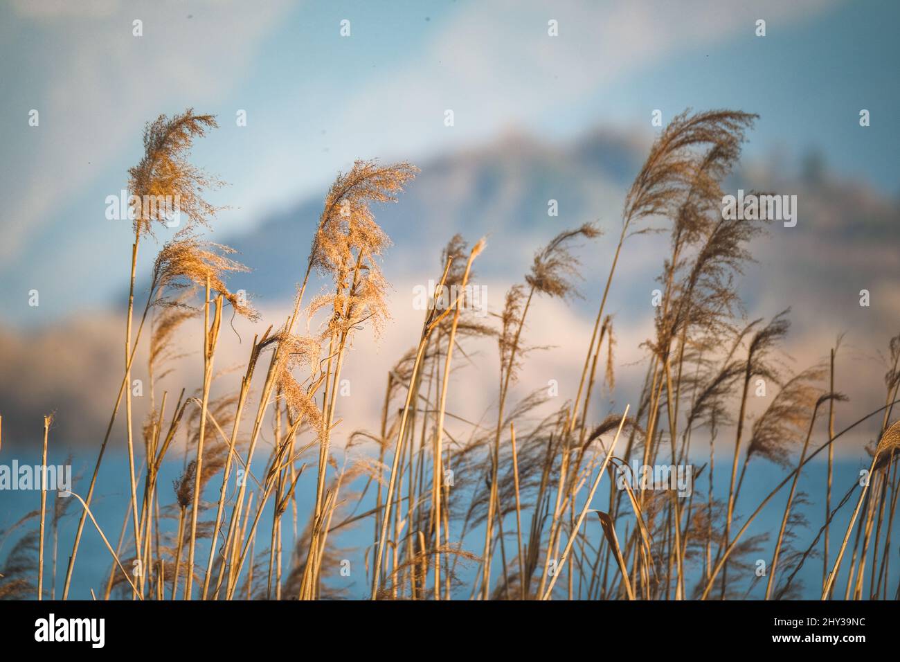 Closeup tall reed grasses hi-res stock photography and images - Alamy