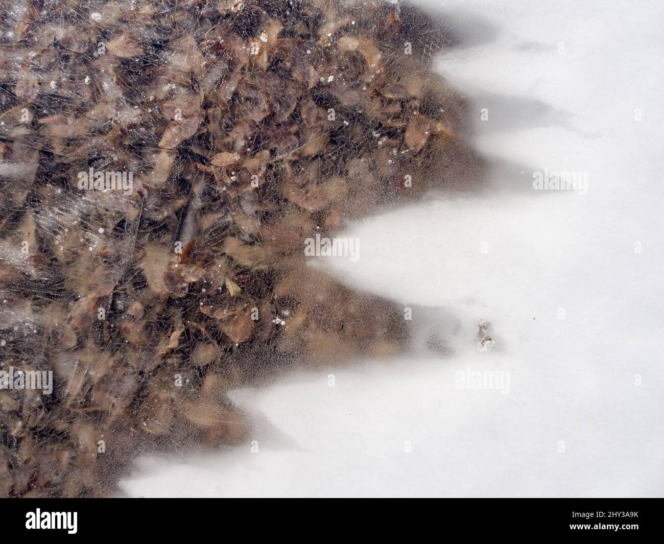 Fallen brown dry leaves by the river covered with mist Stock Photo - Alamy