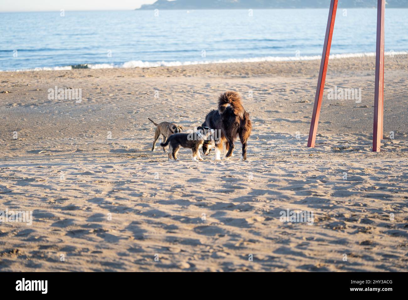 Happy dogs playing on the beach Stock Photo - Alamy