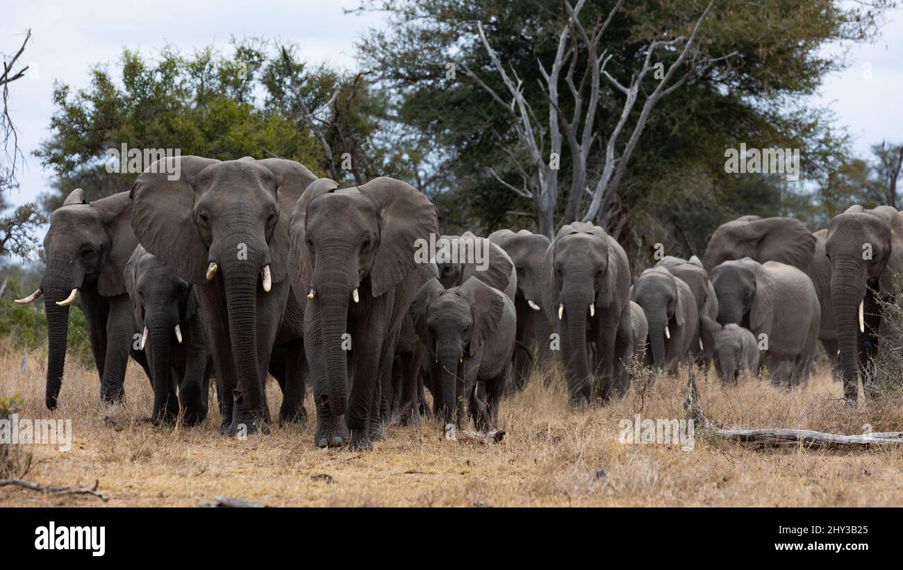 View of breeding herd of African elephants walking on dry field Stock ...