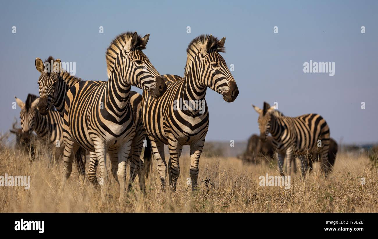 View of zebras standing on dry grassland Stock Photo - Alamy