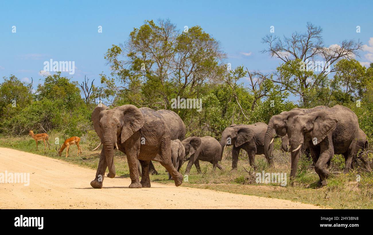 View of breeding herd of African elephants walking on road Stock Photo ...