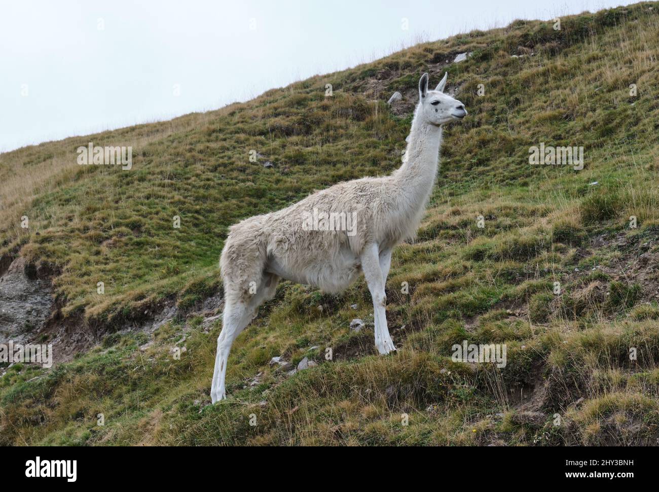 White llama grazing on a hill slope Stock Photo - Alamy