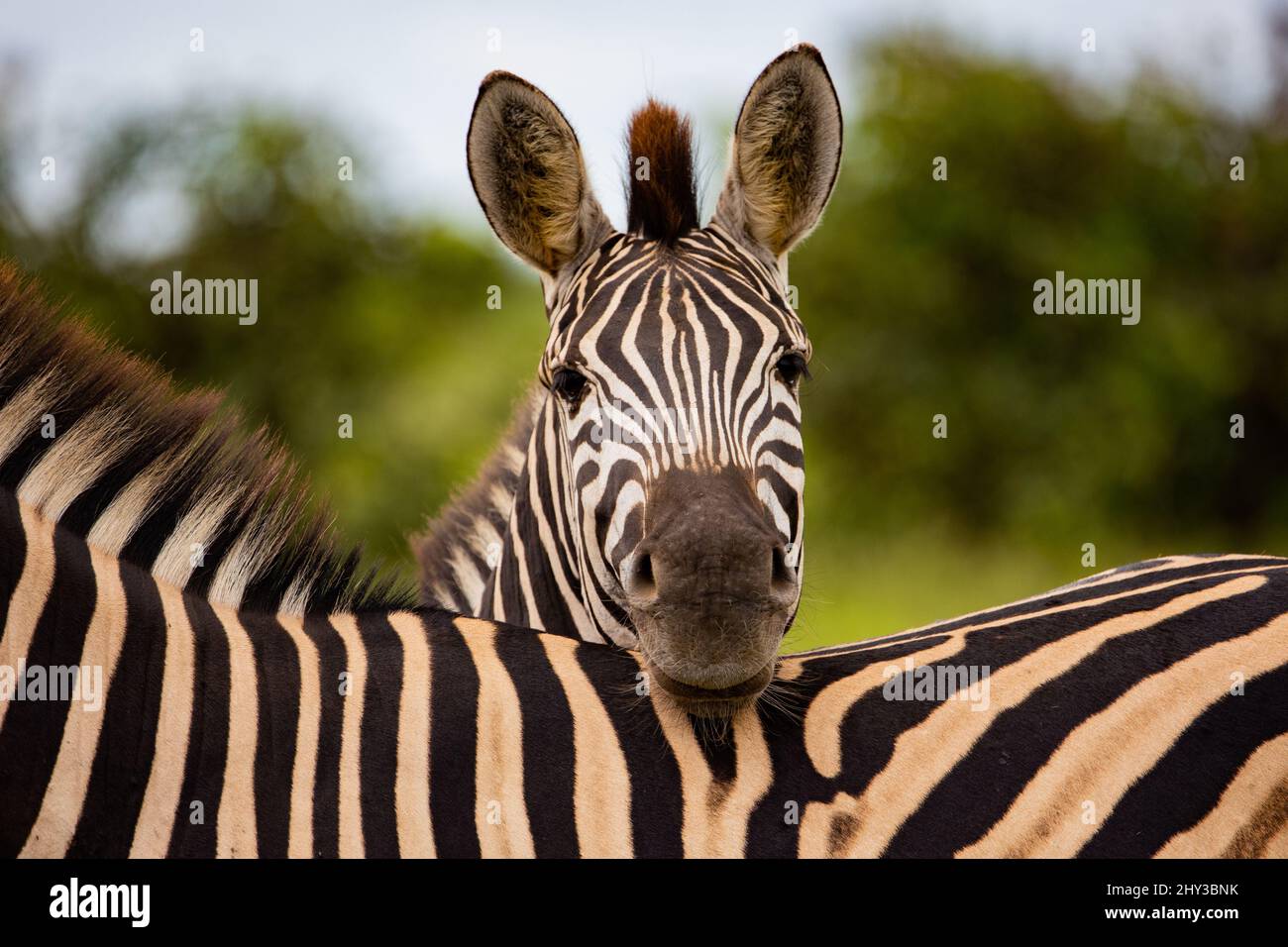 Zebra looking back hi-res stock photography and images - Alamy