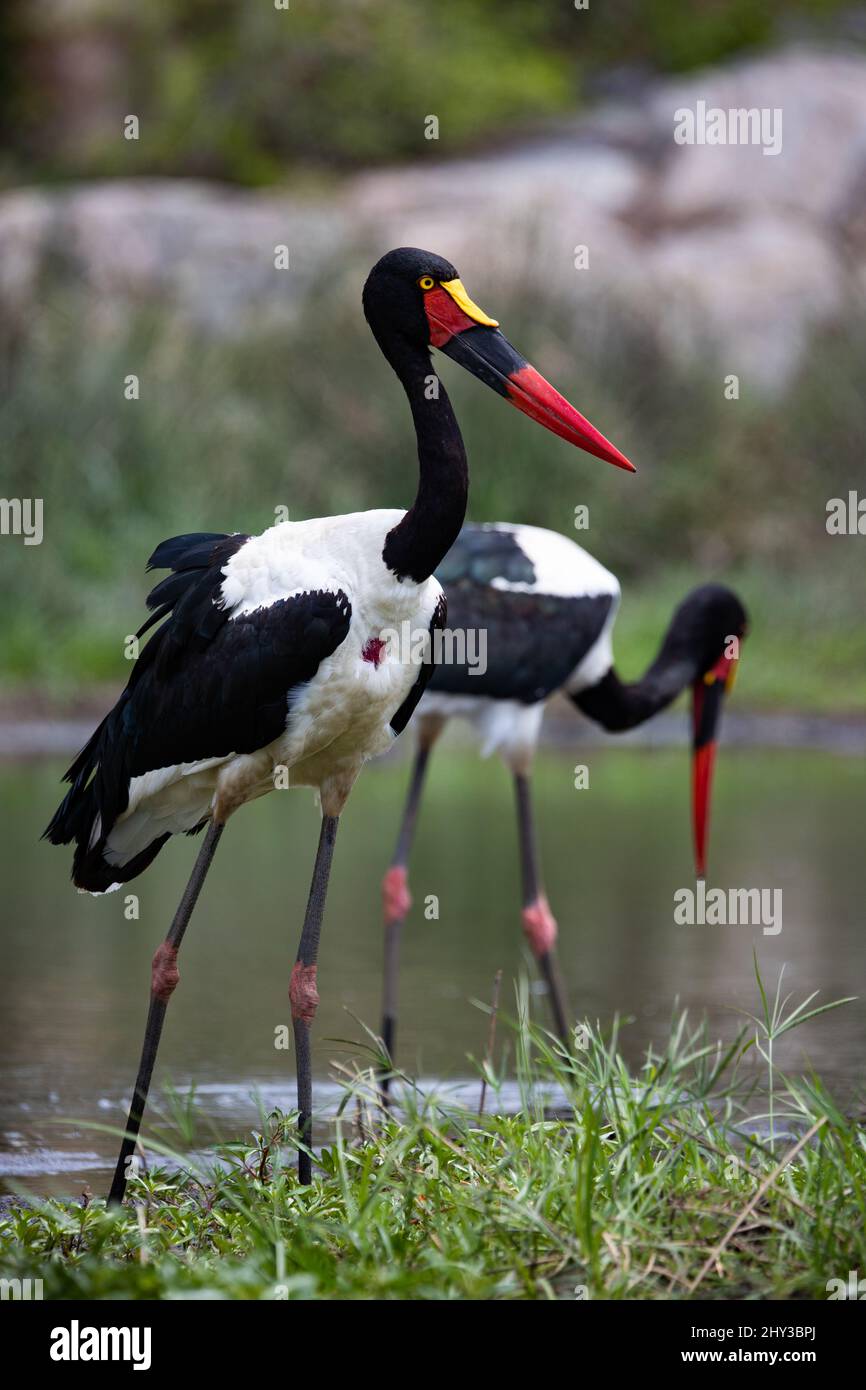 Vertical shot of saddle-billed storks standing on grassland on blurred ...
