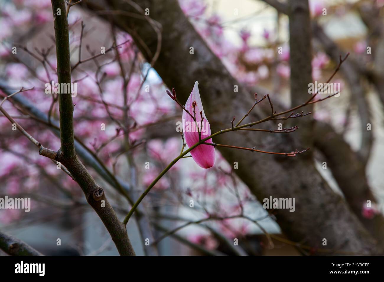 Closeup shot of beautiful garden flowers Stock Photo - Alamy