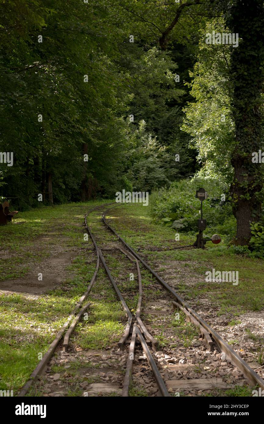 Vertical shot of railway track surrounded by growing trees in the ...