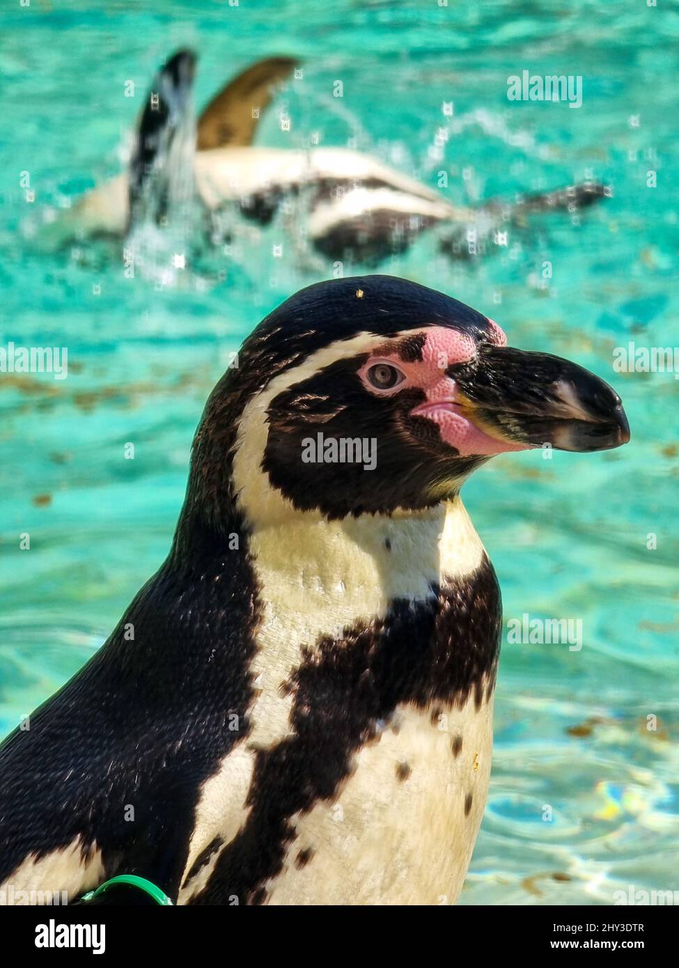 Vertical closeup shot of an African Penguin standing on a water ...