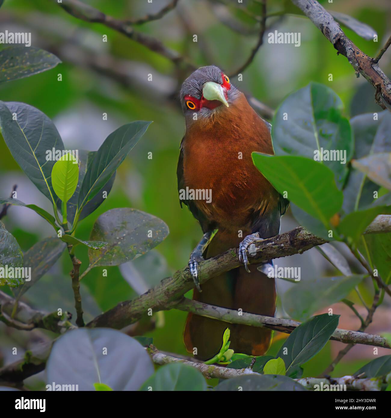 Birds of Borneo - Kuching, Sarawak - Spotted dove Stock Photo - Alamy