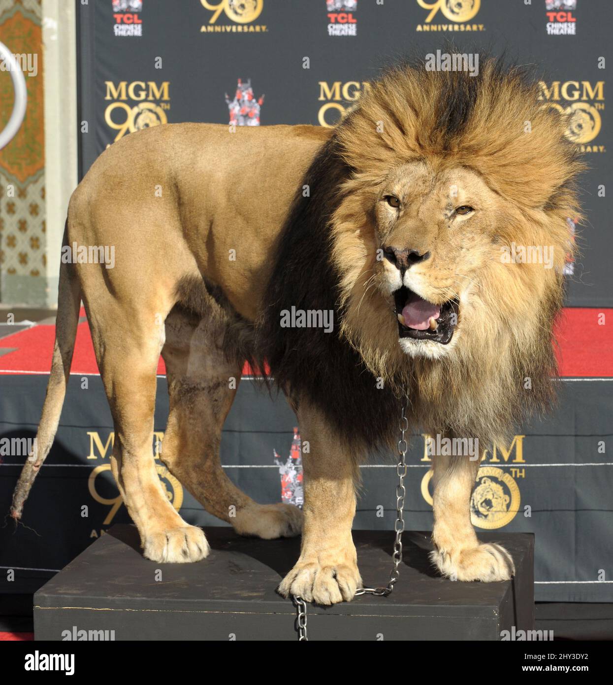 Leo the Lion attends the Metro-Goldwyn-Mayer kicking off their 90th ...