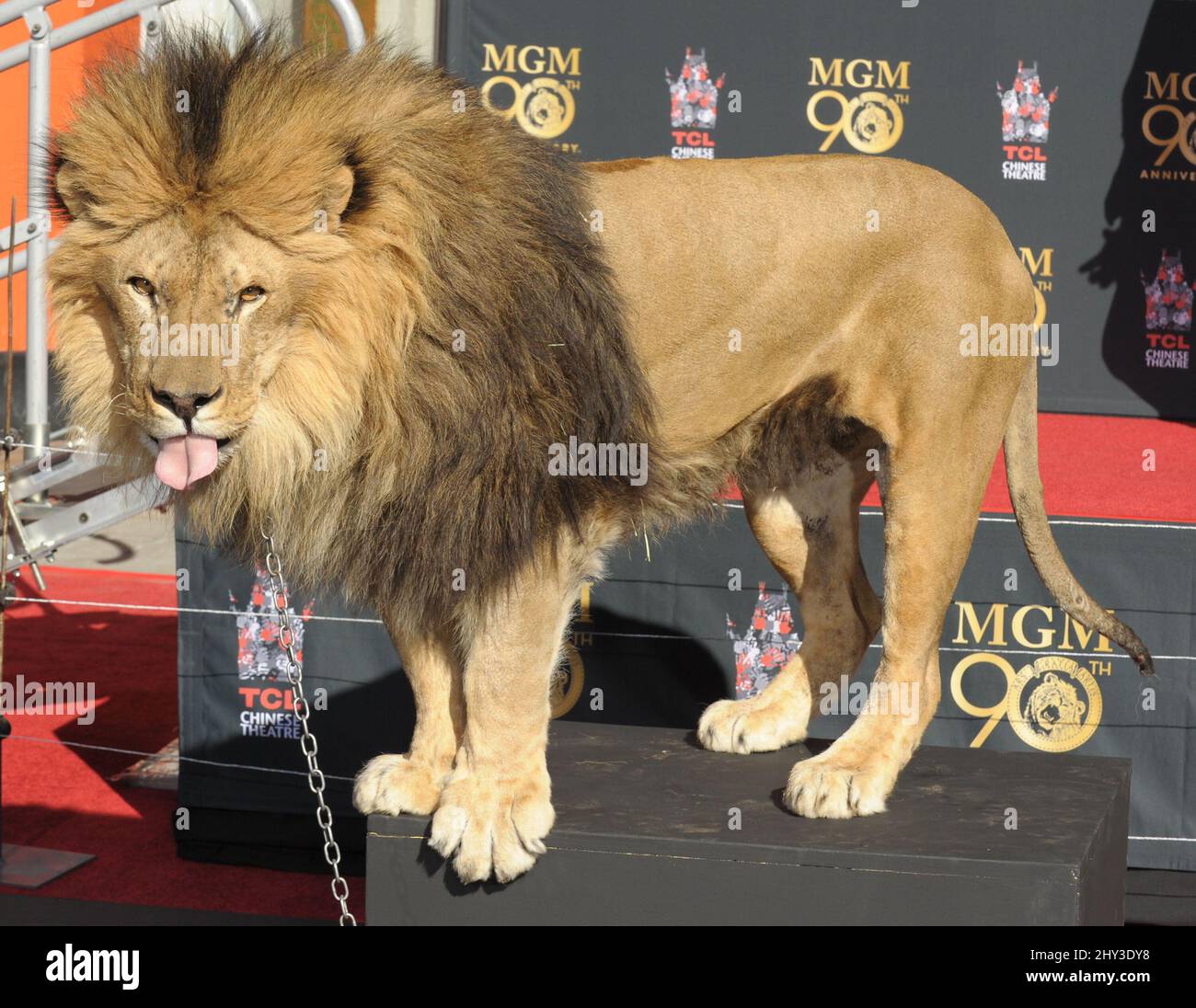 Mgm Tanner The Lion 1953