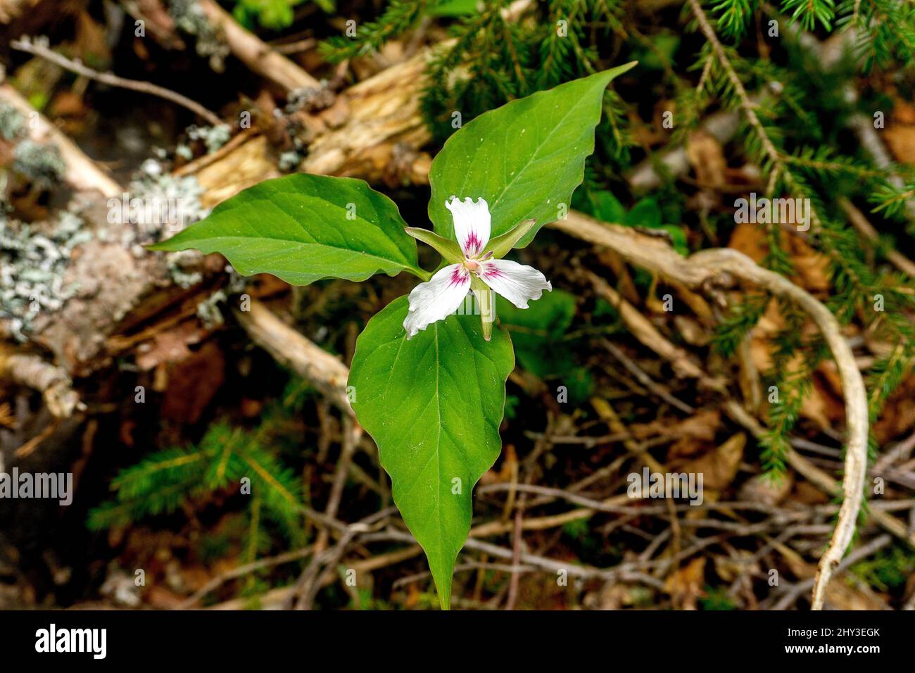 Wildflower maine field spring hi-res stock photography and images - Alamy
