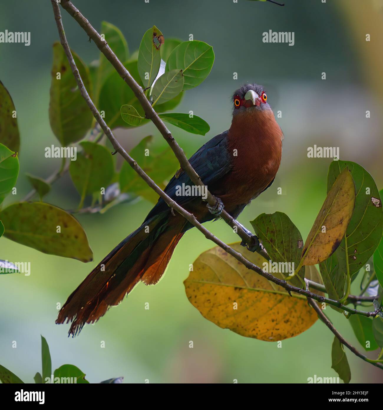 Birds of Borneo - Kuching, Sarawak - Spotted dove Stock Photo - Alamy