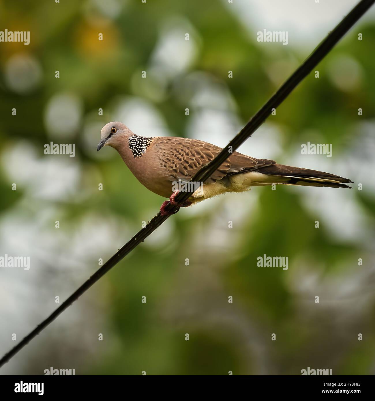 Birds of Borneo - Kuching, Sarawak - Spotted dove Stock Photo - Alamy