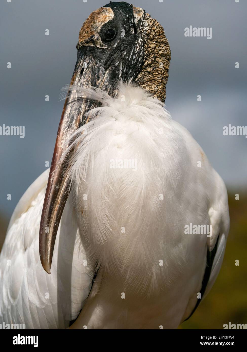 Closeup vertical photo of a Wood Stork which is one of Florida's ...
