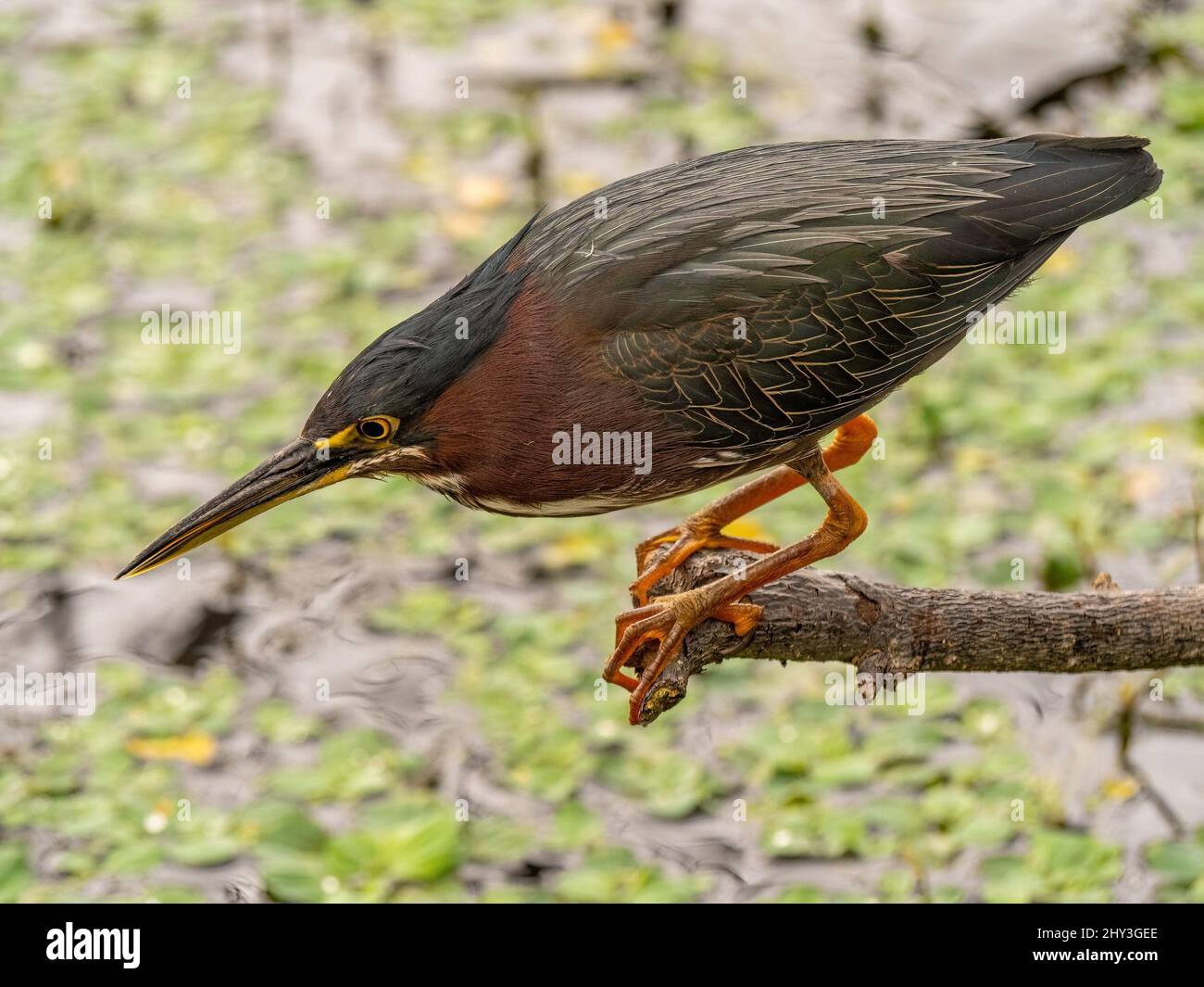 Photo of a green heron in nature, a small heron of North and Central ...