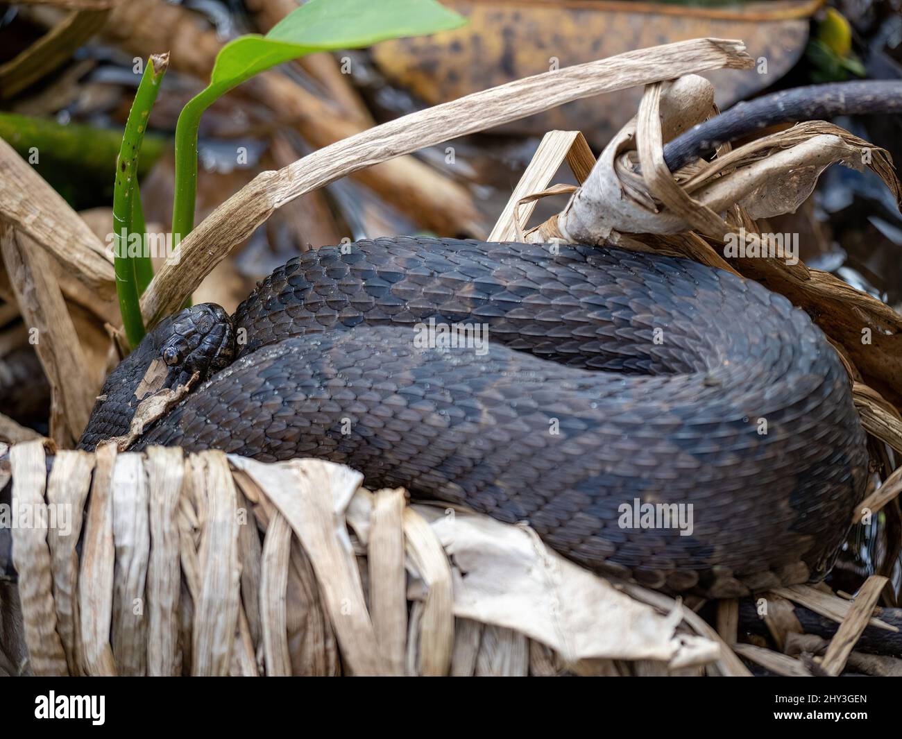 Photo of banded water snake Stock Photo - Alamy