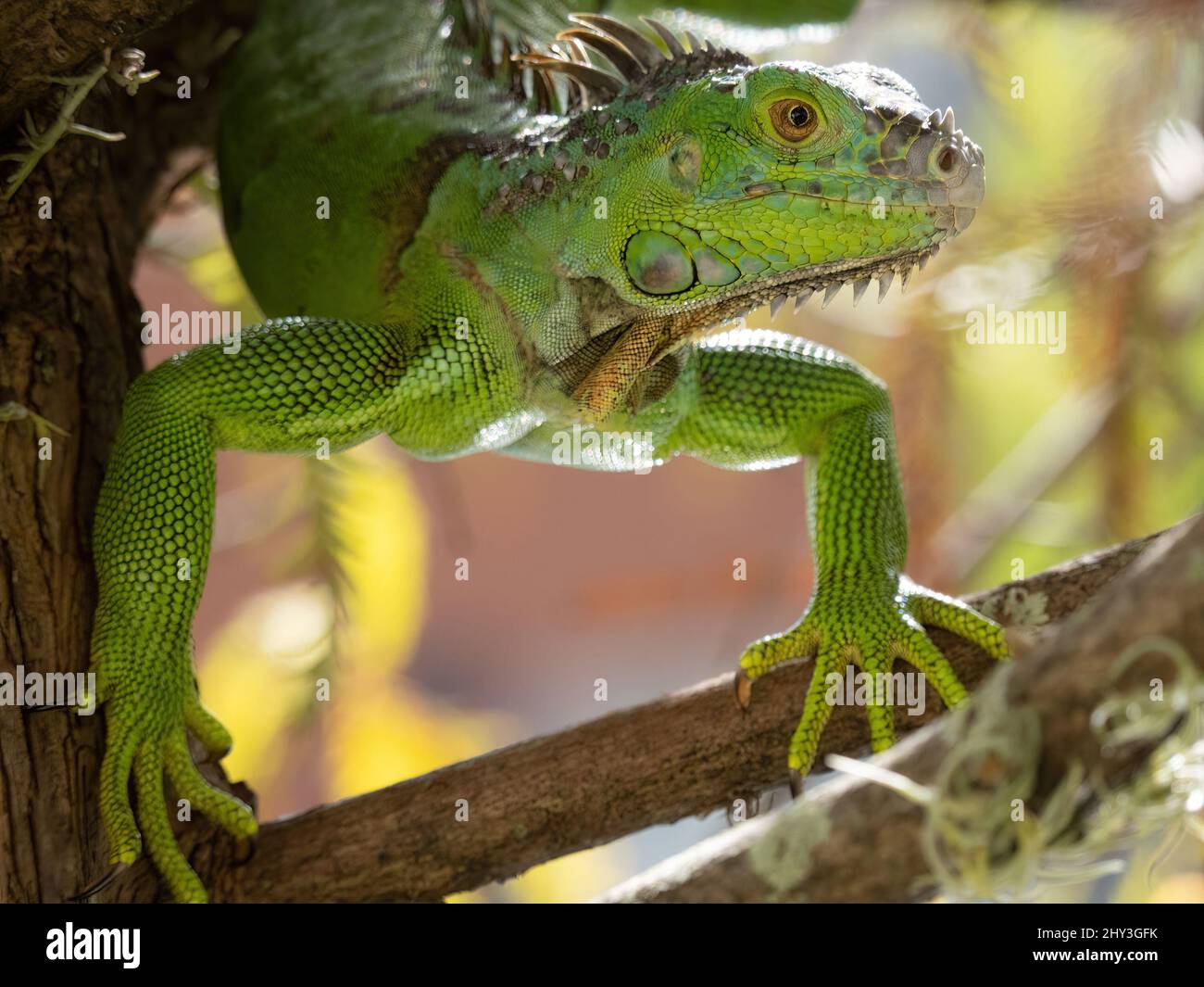 Closeup photo of a green iguana Stock Photo - Alamy