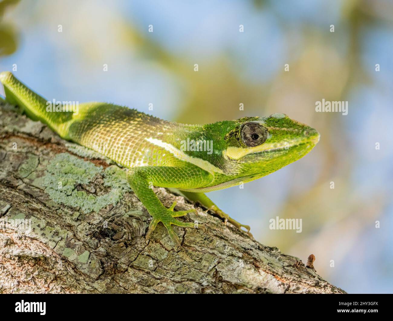 Vertical photo of a Cuban knight anole in nature Stock Photo - Alamy