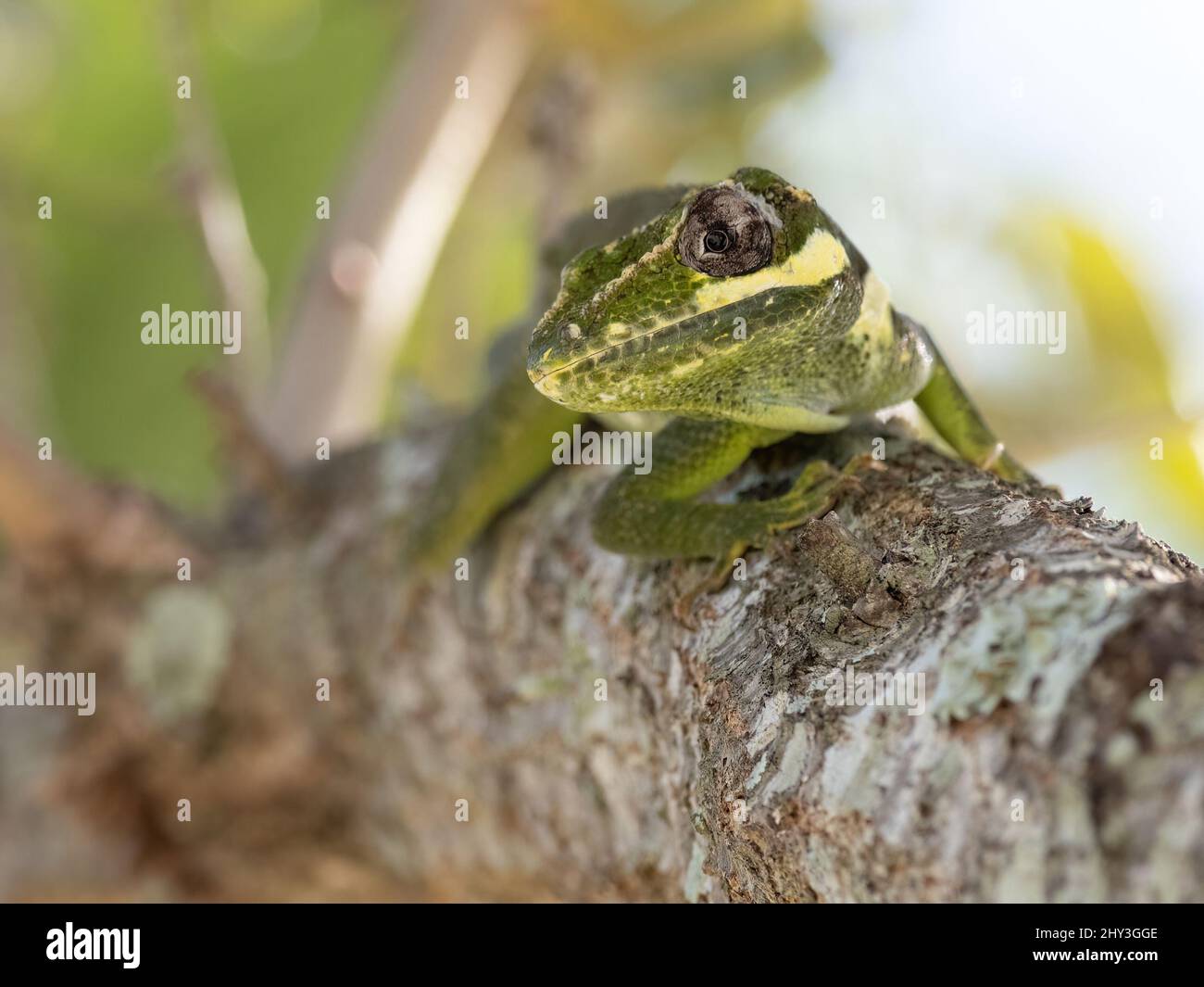 Knight resting hi-res stock photography and images - Alamy