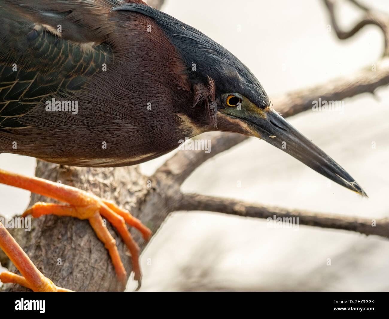 Photo of a green heron in nature, a small heron of North and Central ...