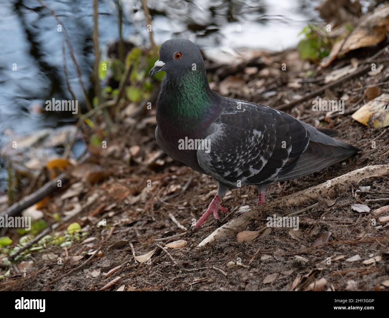 Photo of a rock pigeon Stock Photo - Alamy