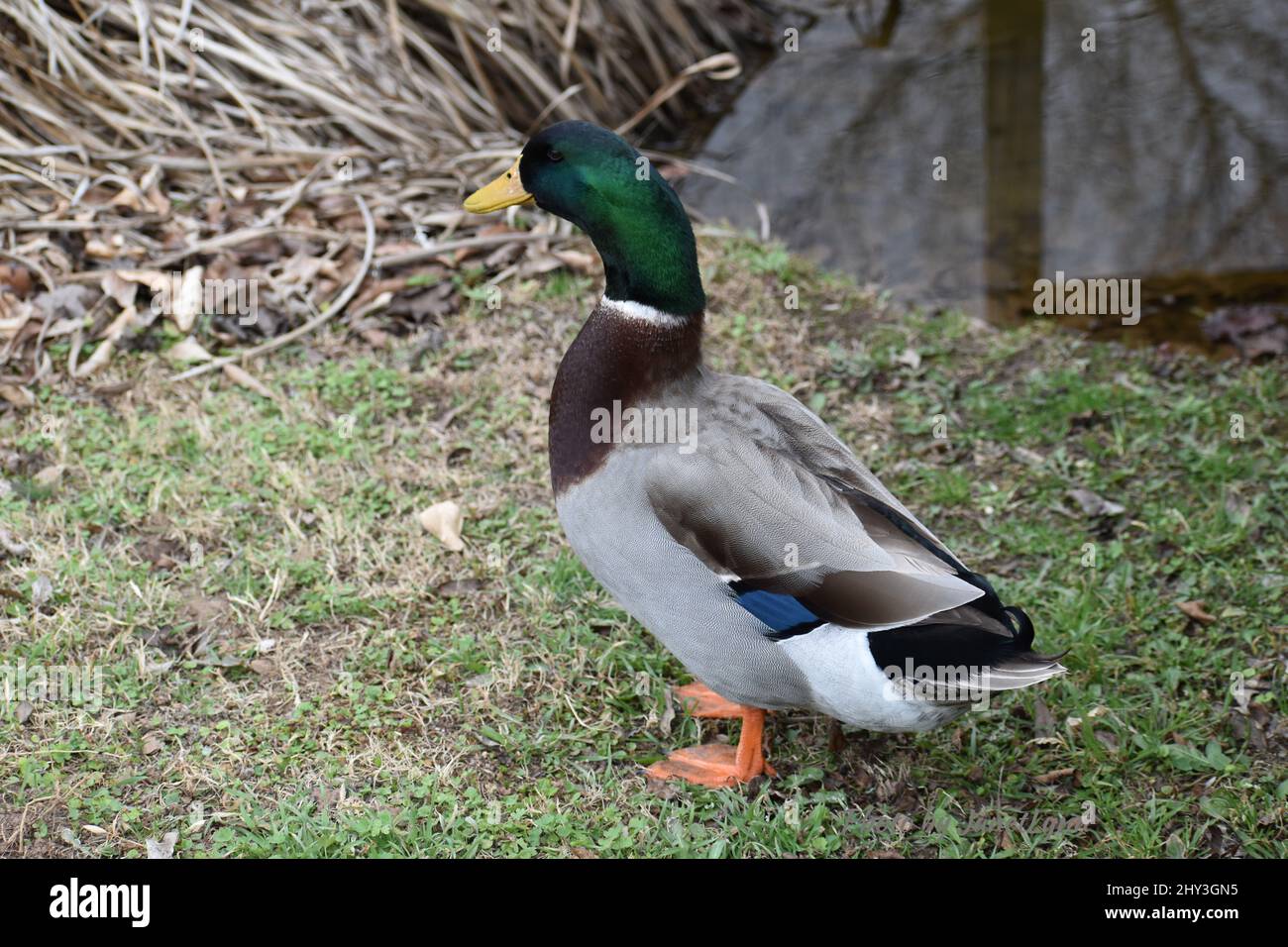 Mallard Duck in Texas USA March 12, 2022 Stock Photo - Alamy