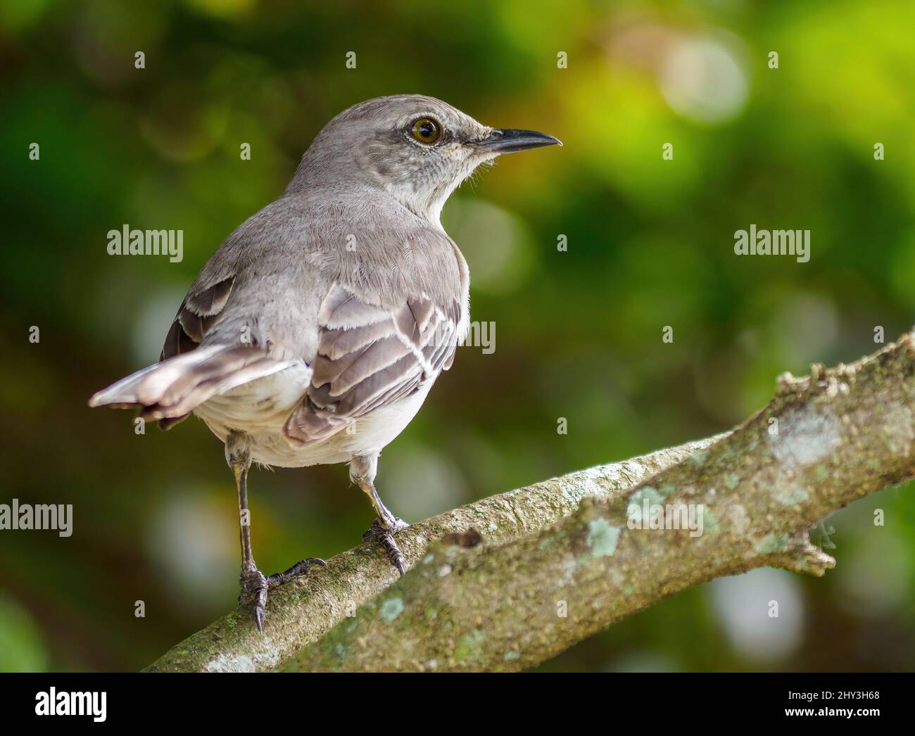Closeup of a Northern mockingbird from behind on a tree branch Stock ...