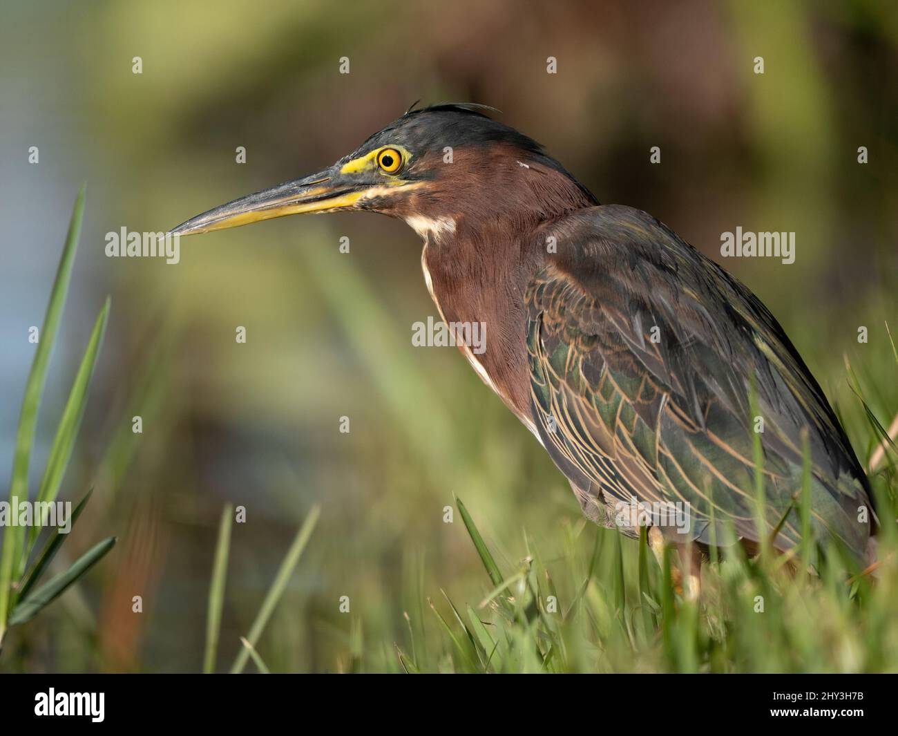 Photo of a green heron in nature, a small heron of North and Central ...