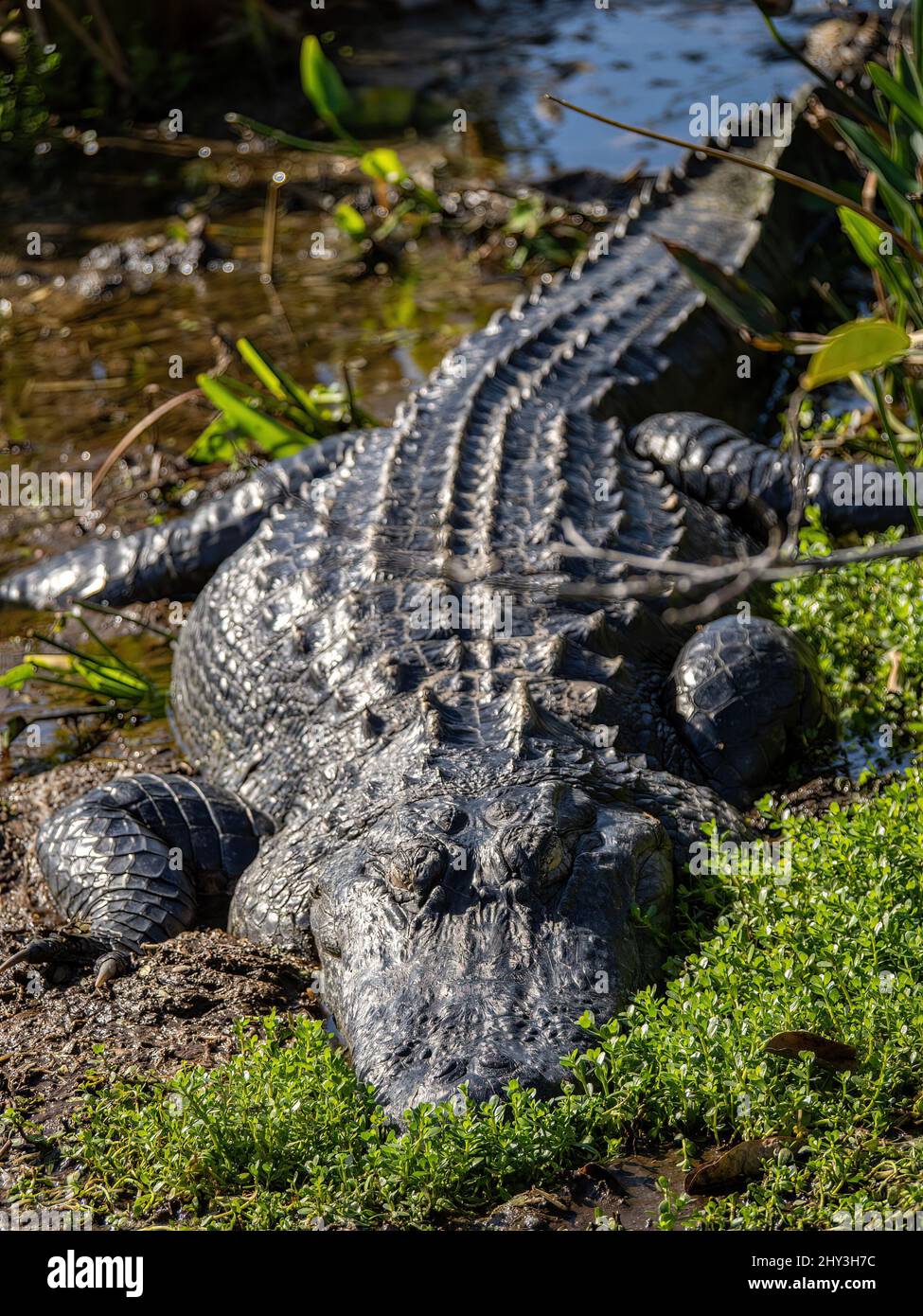 Vertical photo of an alligator in a swamp Stock Photo - Alamy