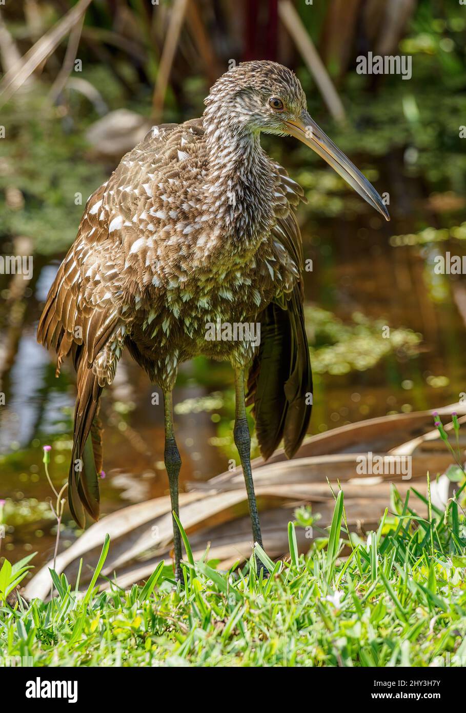 Closeup of a Limpkin in Florida Stock Photo - Alamy