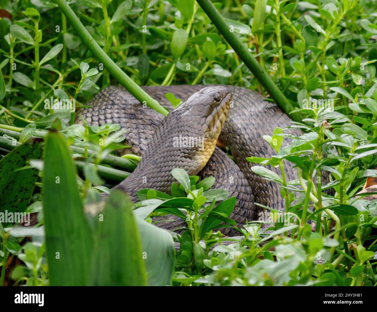Closeup of a water snake in Florida Stock Photo - Alamy