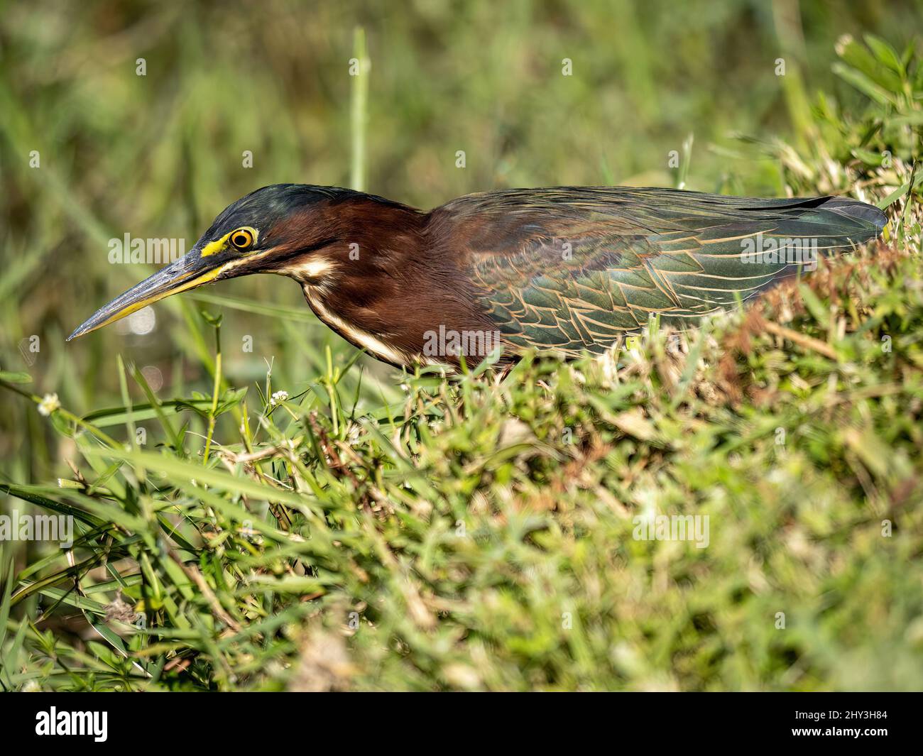 Photo of a green heron in nature, a small heron of North and Central ...