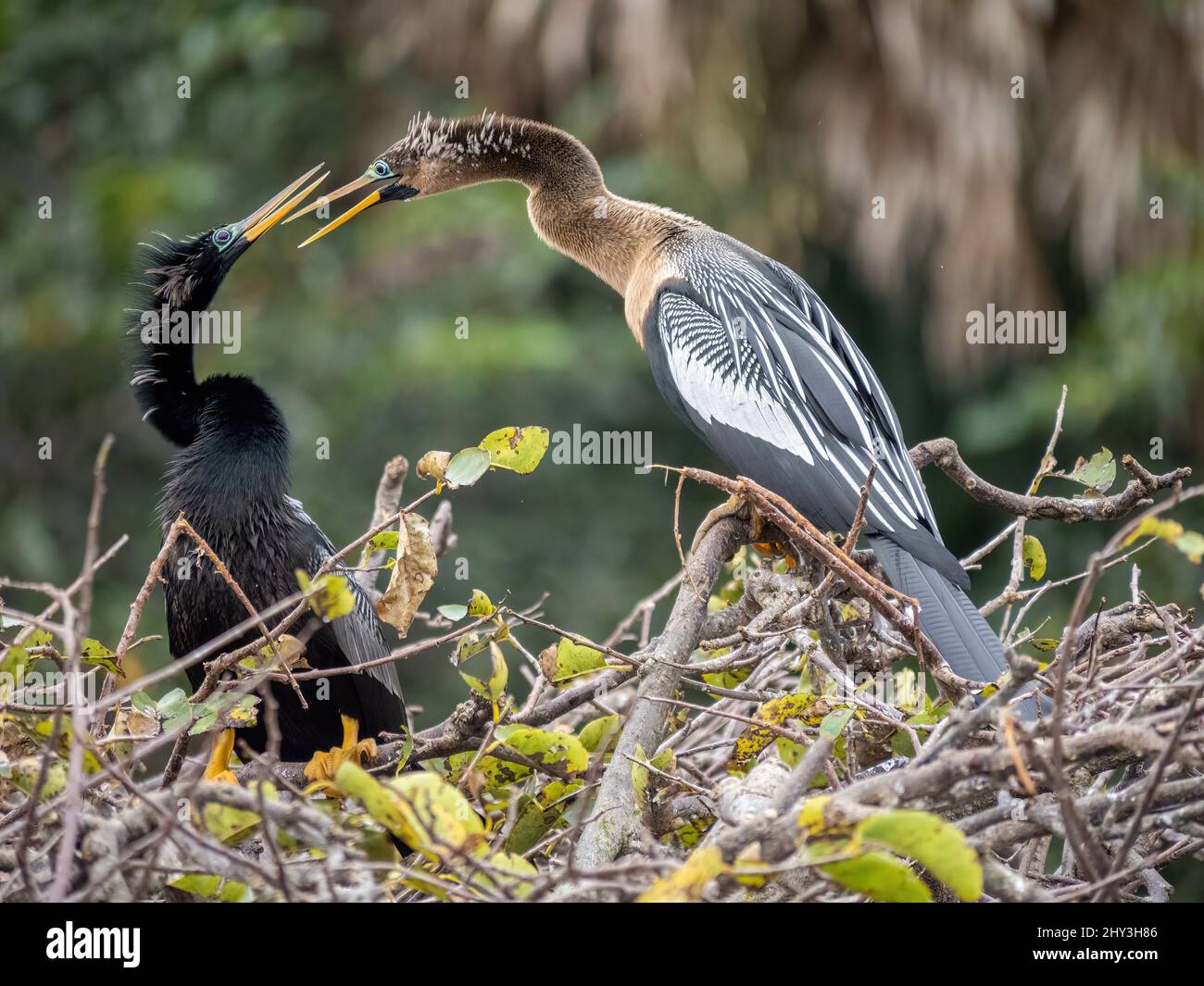 Closeup of nesting anhingas Stock Photo - Alamy