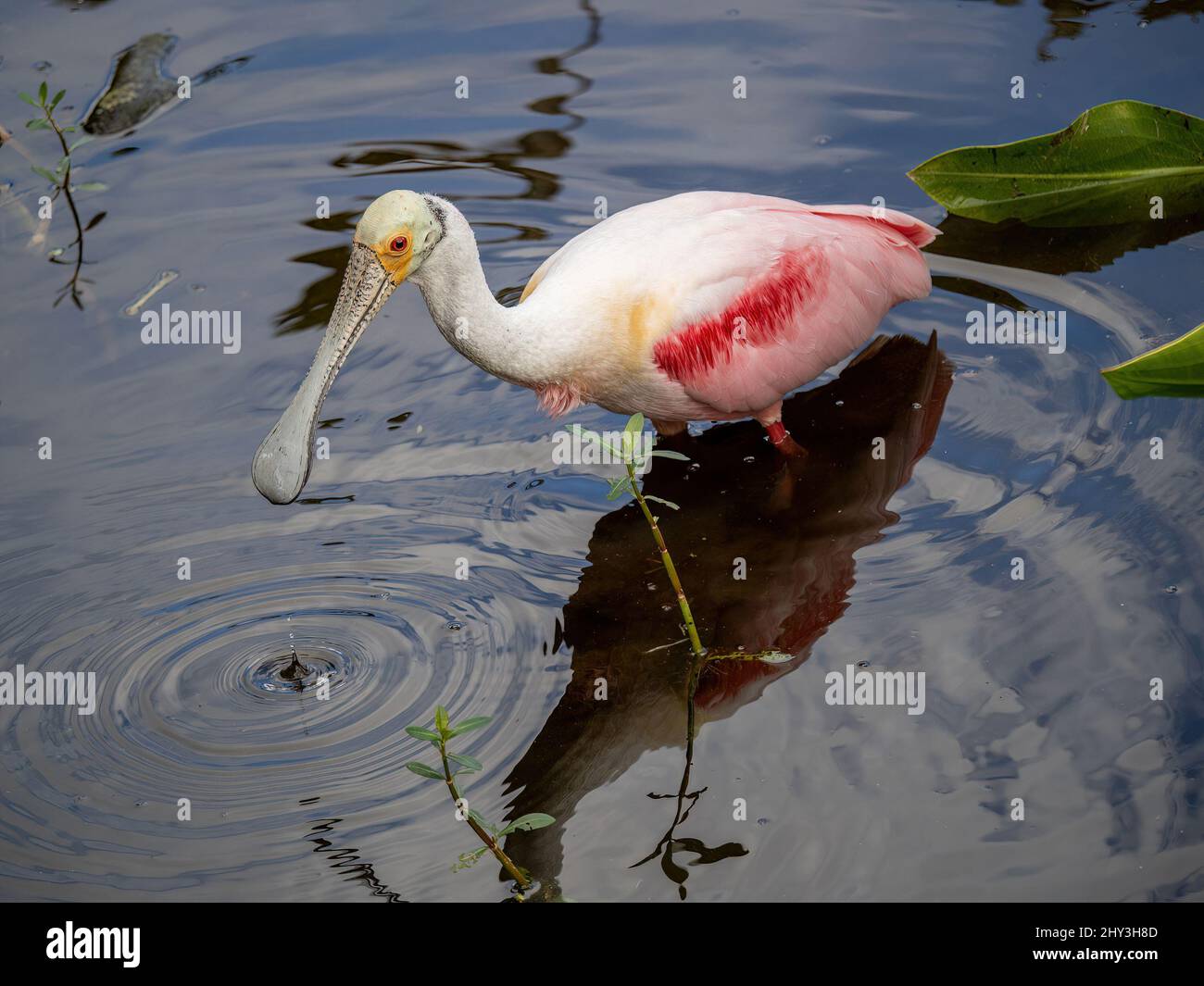 High angle shot of a Roseate spoonbill and its reflection in a pond Stock Photo - Alamy