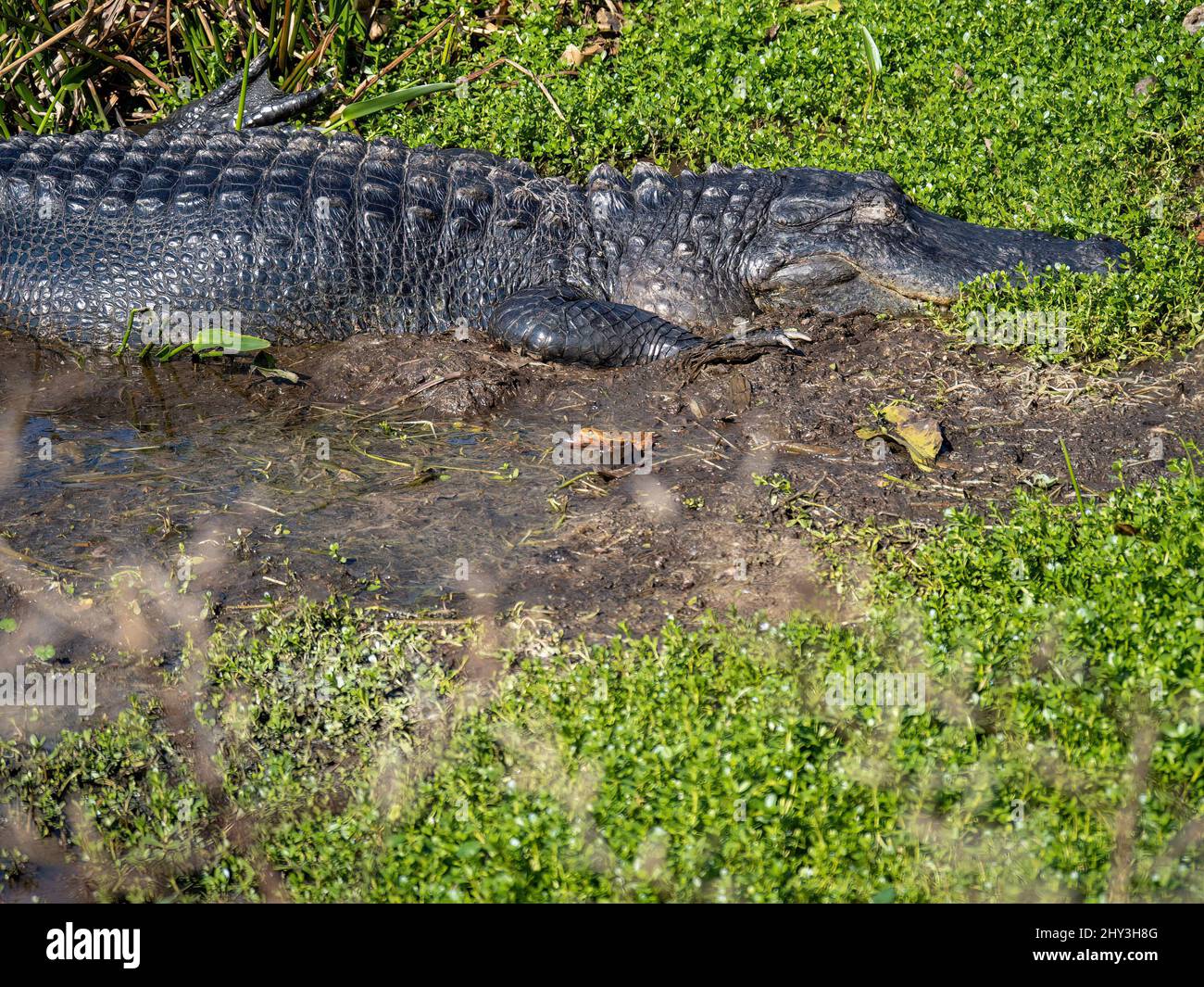 Photo of an alligator in a swamp Stock Photo - Alamy