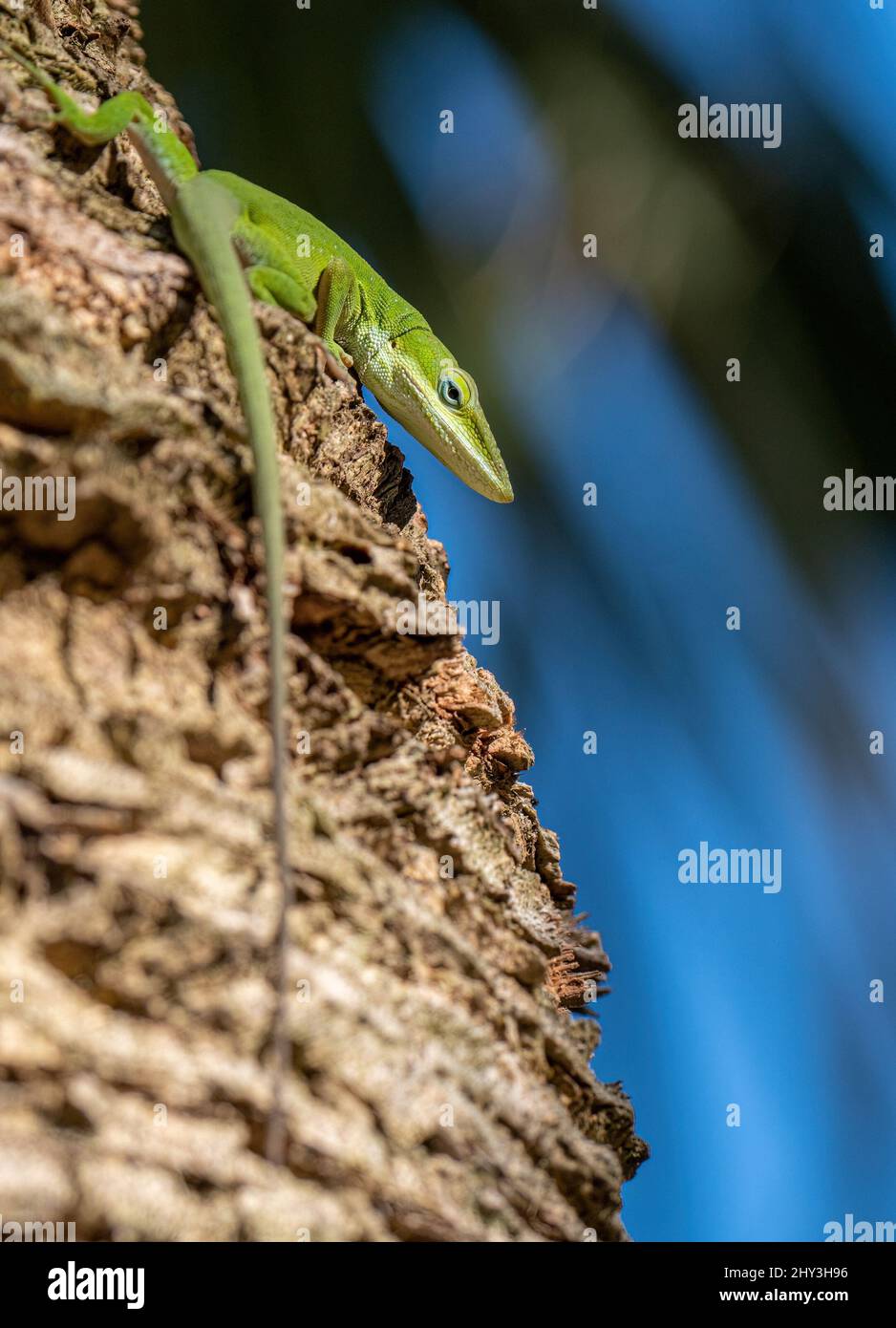Grass anole hi-res stock photography and images - Alamy
