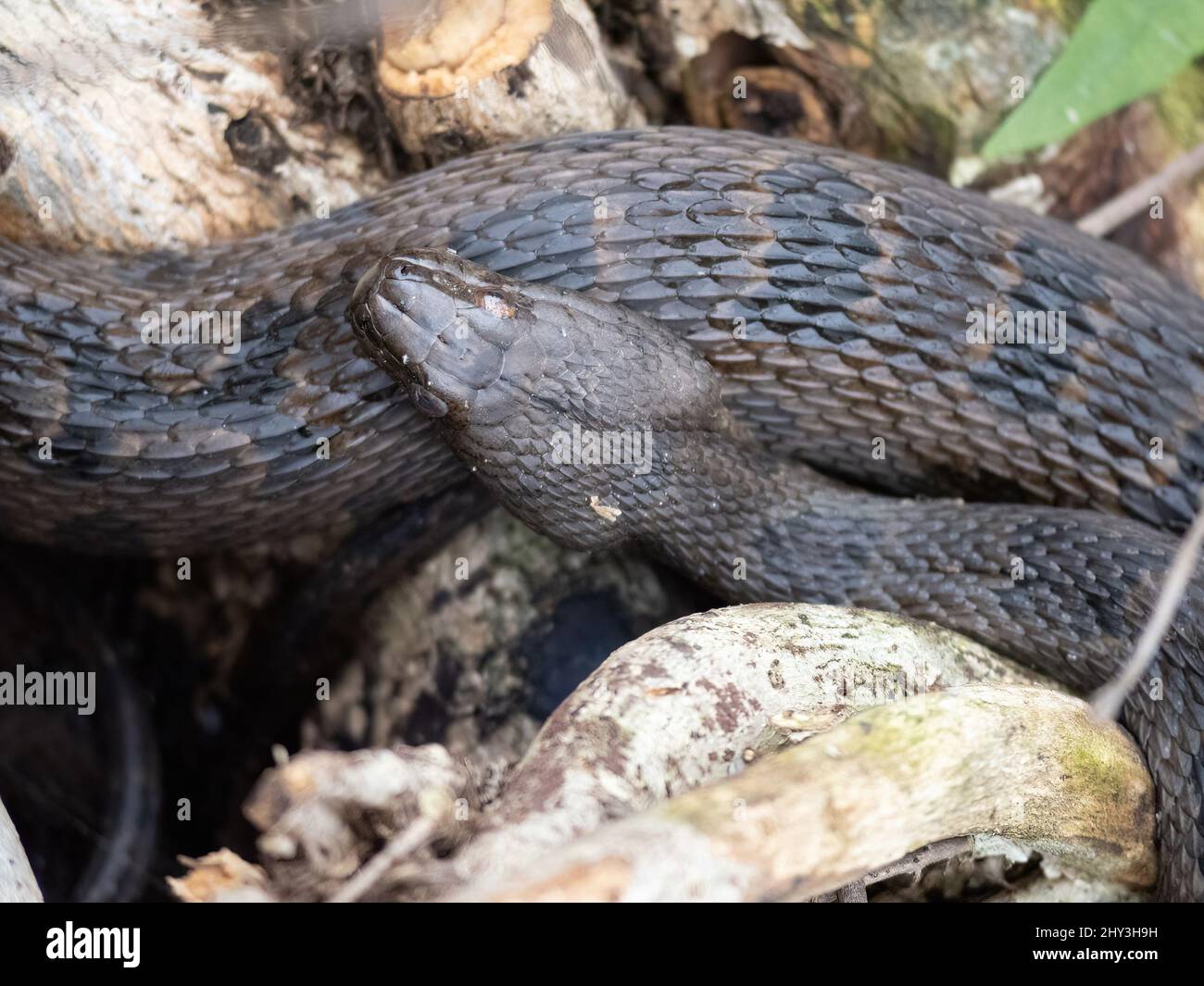 Closeup of a water snake in Florida Stock Photo - Alamy