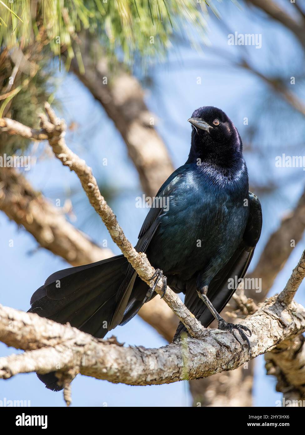 Female juvenile grackle hi-res stock photography and images - Alamy