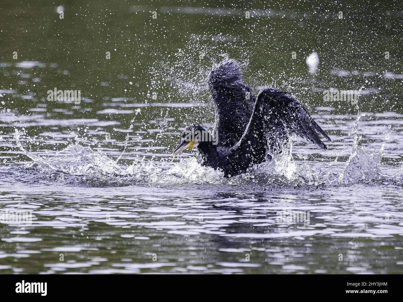 View of a great cormorant swimming in a lake flapping its wings making ...