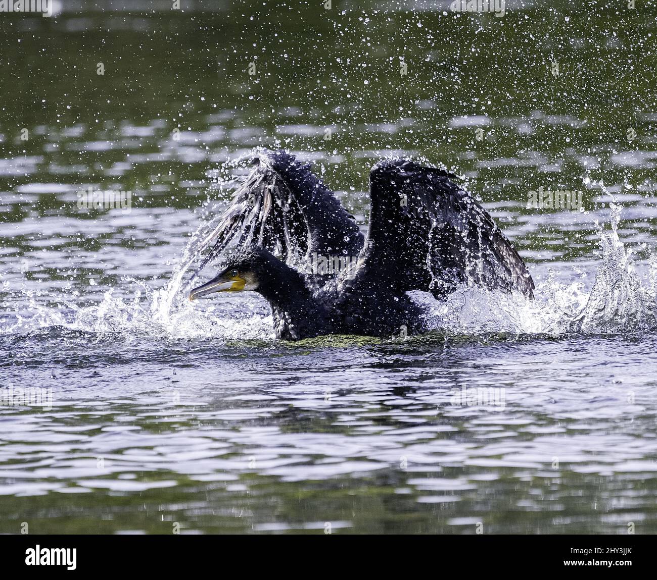 View of a great cormorant swimming in a lake flapping its wings making ...
